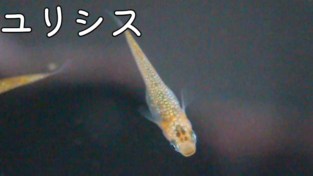 ユリシスメダカの特徴・作り方・固定率について紹介します!メダ活のススメ