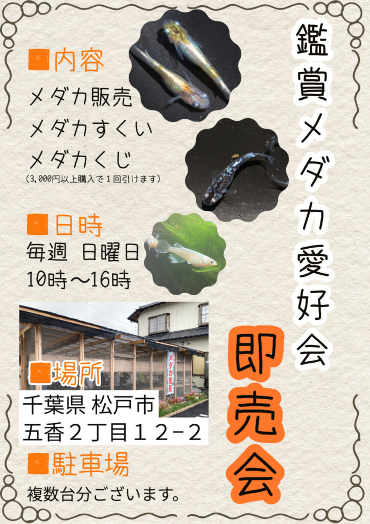絶大な人気誇る品種ユリシスメダカについて定義や作り方、固定率など解説します|タオめだかブログ