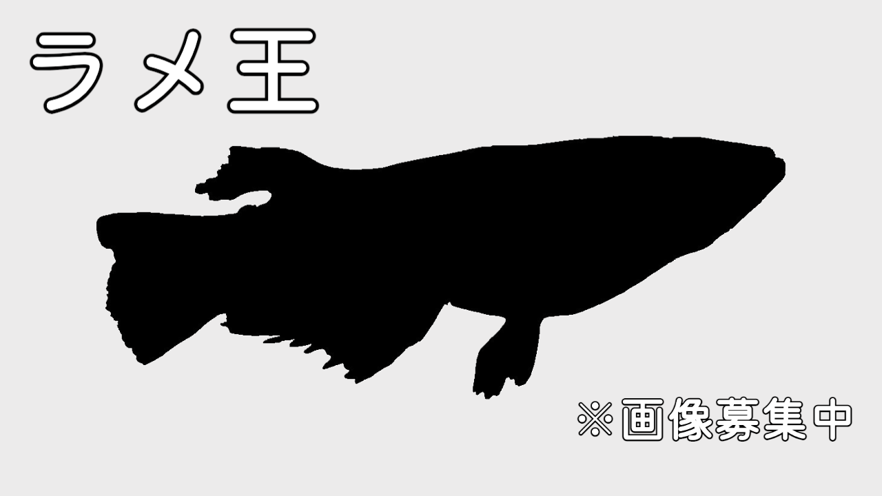 ユリシスメダカの特徴・作り方・固定率について紹介します!メダ活のススメ