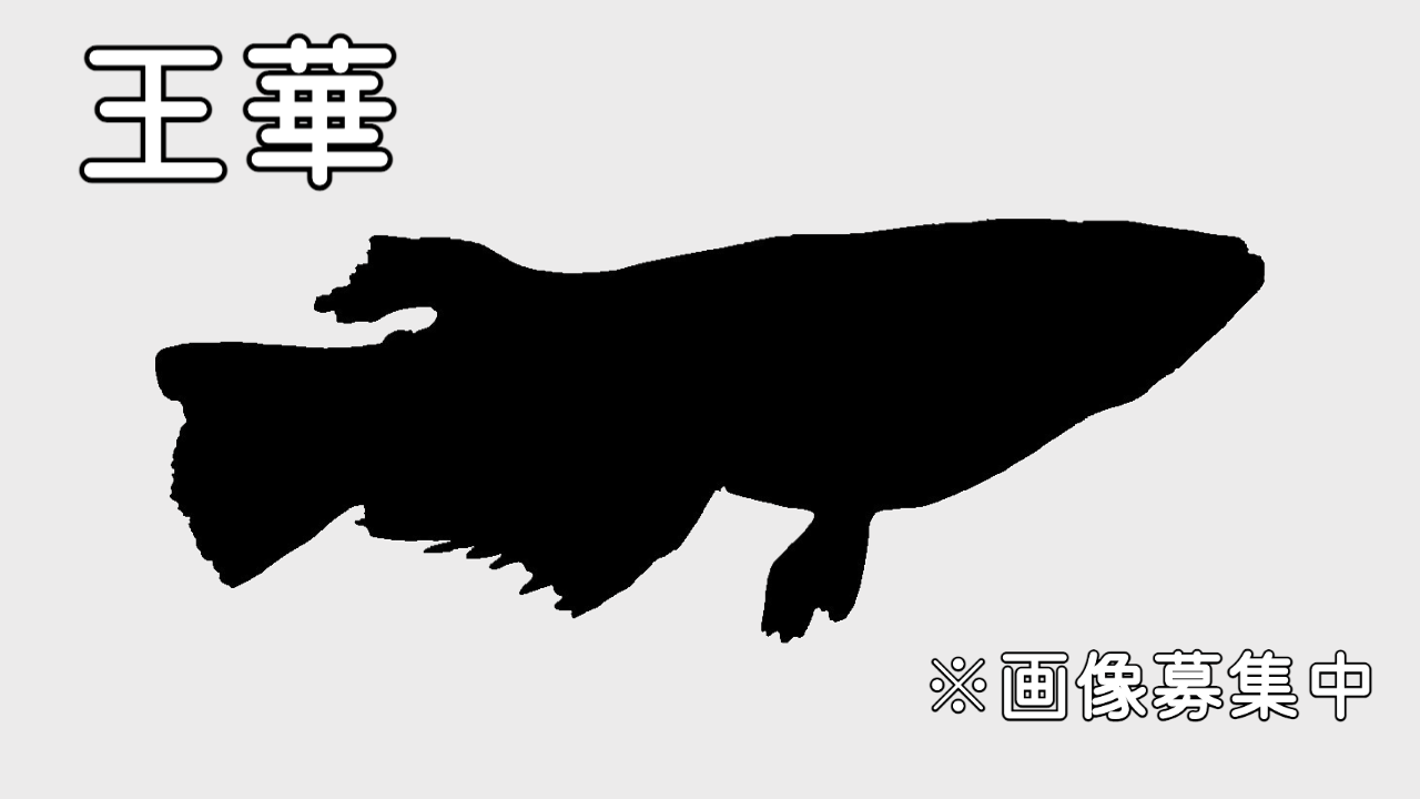 王華メダカの特徴・固定率・価格・白綾系統について紹介します！メダ活のススメ