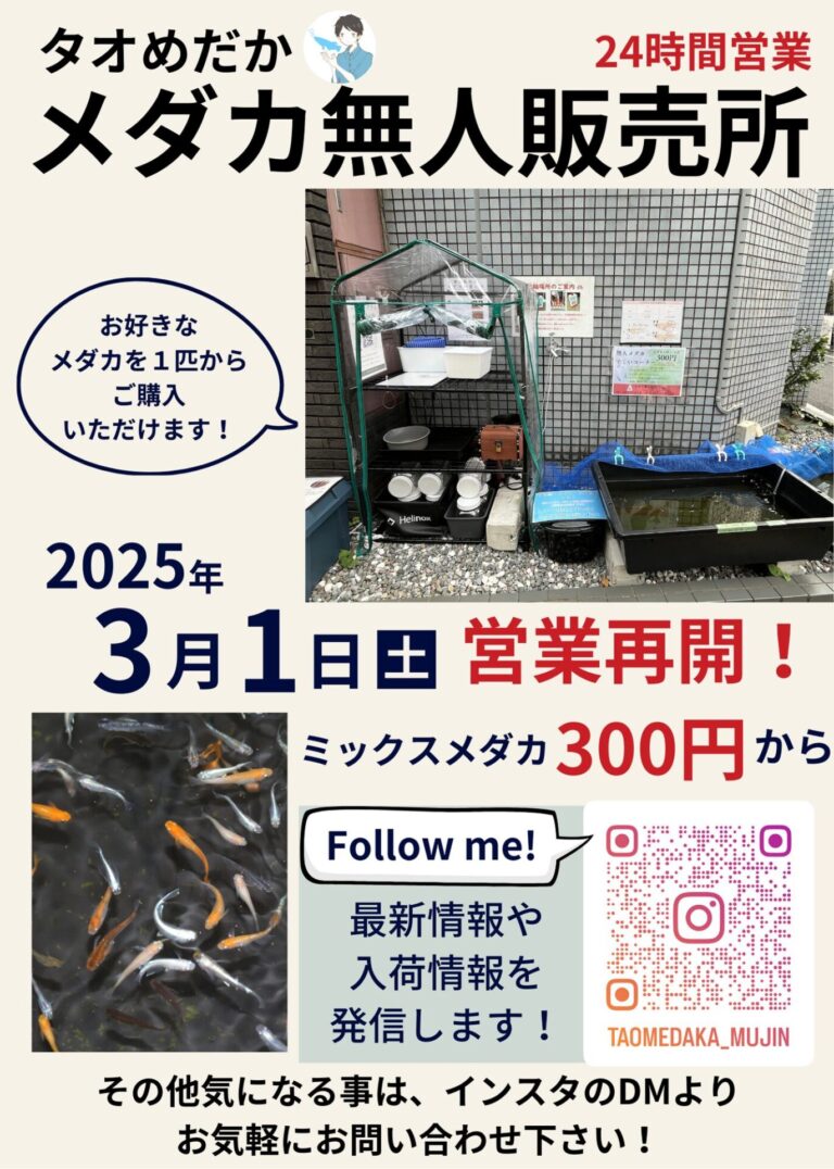 【メダカの病気一覧】メダカが罹る病気の種類と対処法をお伝えしますメダ活のススメ